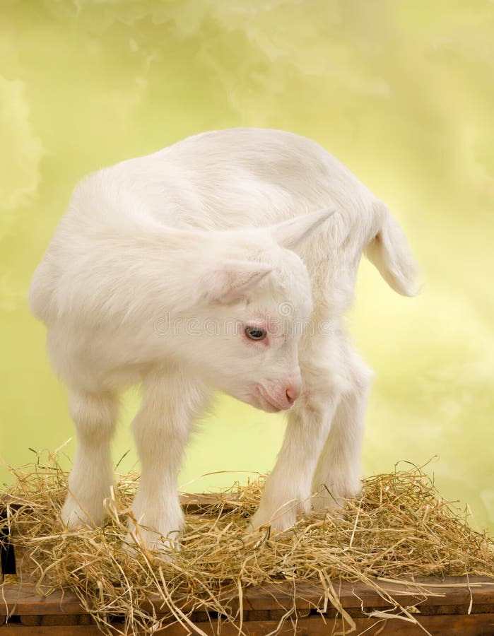 Kleine Baby Ziege Stock-Fotos - Laden Sie 53 Royalty-Free Fotos herunter