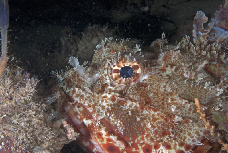 Bacalhau Vermelho Da Rocha (rascasso) Foto de Stock - Imagem de enguia ...