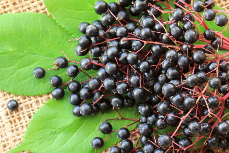 Bacca Di Sambuco (bacche Del Sambucus) Immagine Stock - Immagine di ...
