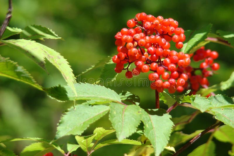 Bacca di sambuco rossa immagine stock. Immagine di esterno - 45336393