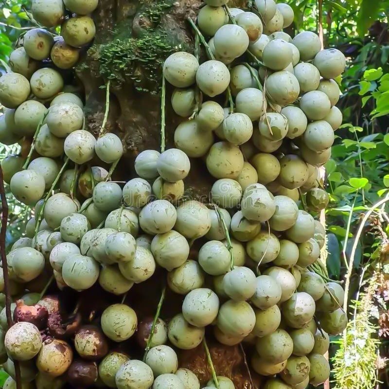 Baccaurea Lanceolata Stock Photos - Free & Royalty-Free Stock Photos ...