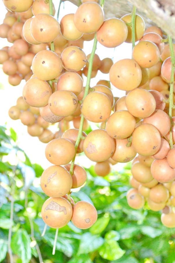 Baccaurea Ramiflora On The Tree Stock Image - Image of lotkon, fresh ...