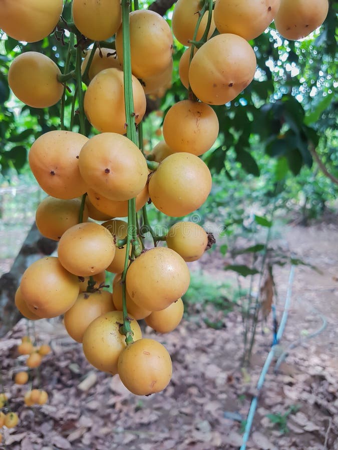Baccaurea ramiflora stock photo. Image of grape, asia - 92759738