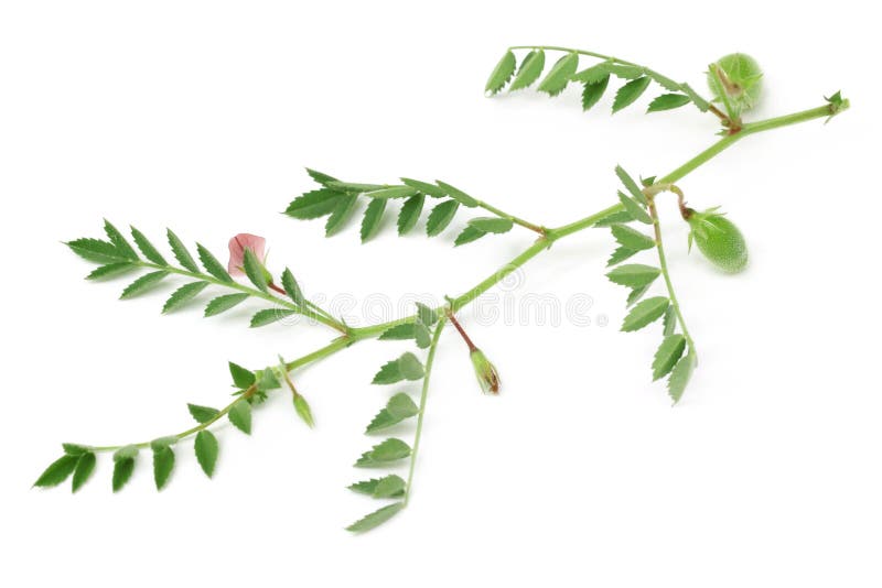 Baccello Del Cece Nella Pianta Di Cece Immagine Stock - Immagine di ...