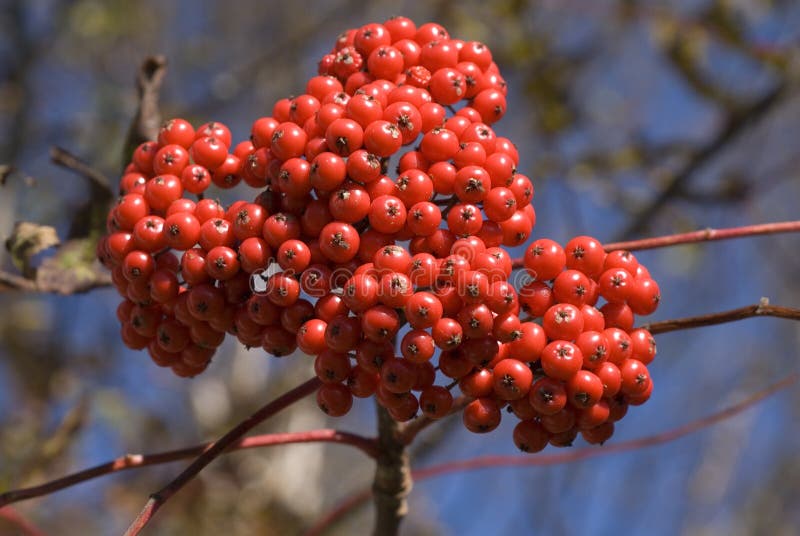 Bacche fotografia stock. Immagine di bacche, pianta, rosso - 8984576