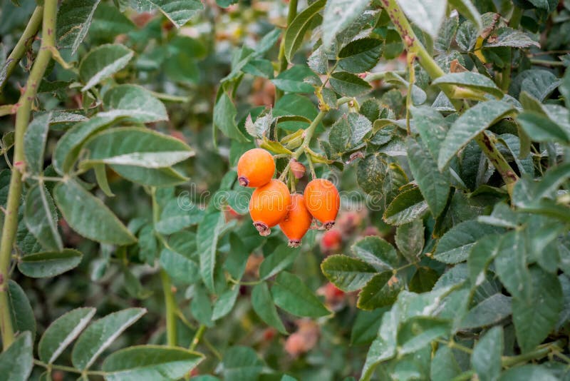 Bacche della rosa canina fotografia stock. Immagine di raccolta - 49659450