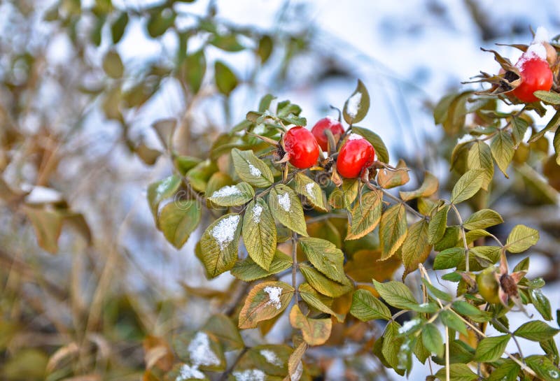 Bacche Della Rosa Canina Coperte Di Neve Fotografia Stock - Immagine di ...