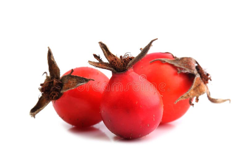 Bacche Della Rosa Canina Isolate Su Bianco Immagine Stock - Immagine di ...