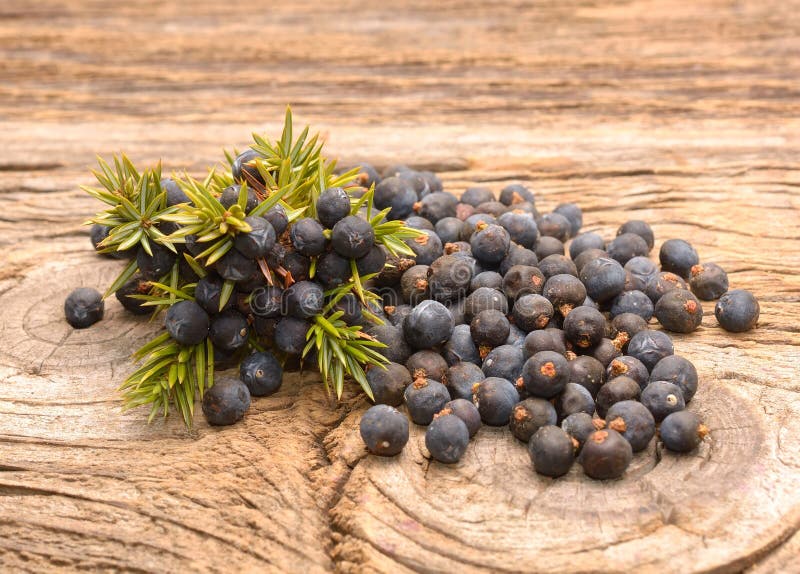 Bacche Di Ginepro Isolate Su Fondo Bianco Fotografia Stock - Immagine ...