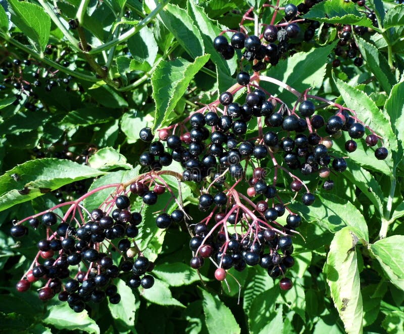 Bacche di sambuco fotografia stock. Immagine di background - 11360288
