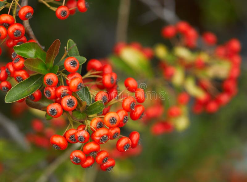 Bacche rosse immagine stock. Immagine di stagione, bacche - 3555015