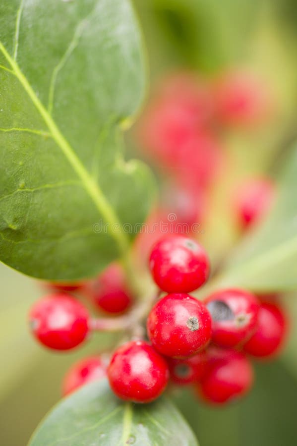 Bacche Rosse Dei Cespugli Del Sottobosco Immagine Stock - Immagine di ...