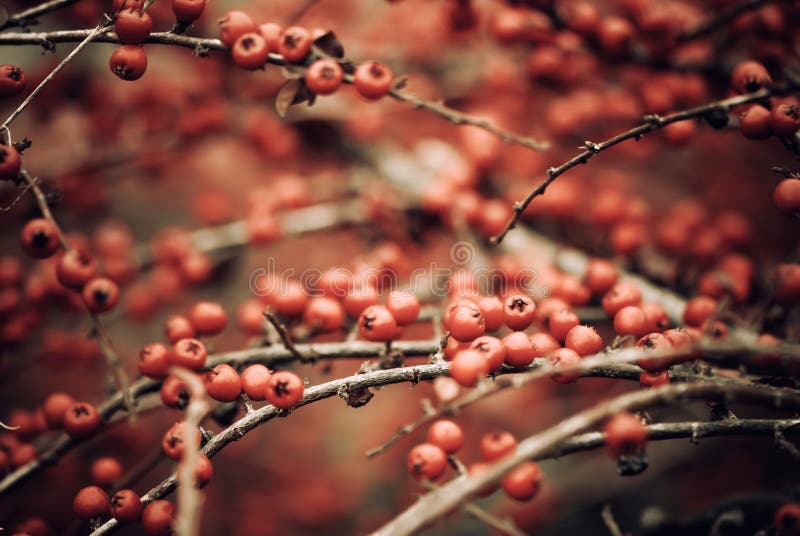 Bacche rosse del cespuglio fotografia stock. Immagine di nave - 27974608