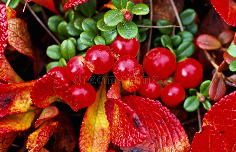 Bacche rosse di autunno immagine stock. Immagine di bello - 3023985
