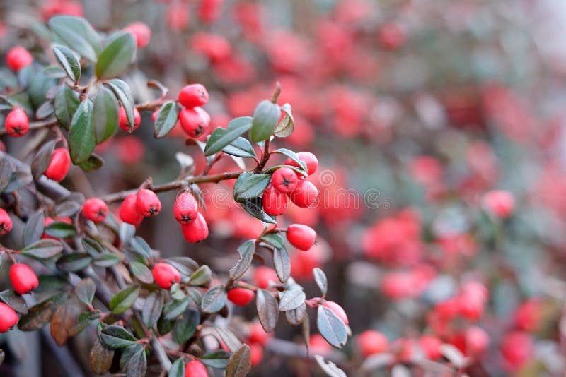 Bacche rosse sul cespuglio immagine stock. Immagine di nave - 68571397