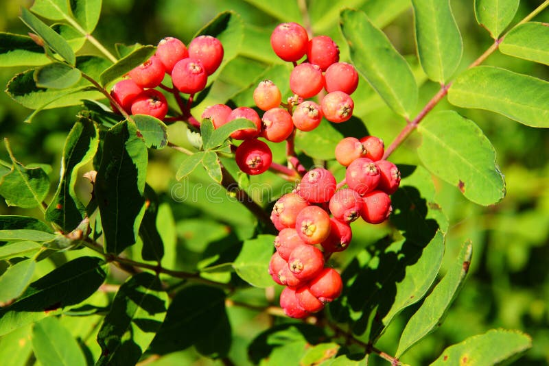Bacche Rosse Sulla Cenere Di Montagna Immagine Stock - Immagine di ...