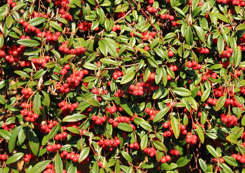 Bacche Rosse in Un Cespuglio Sempreverde Fotografia Stock - Immagine di ...
