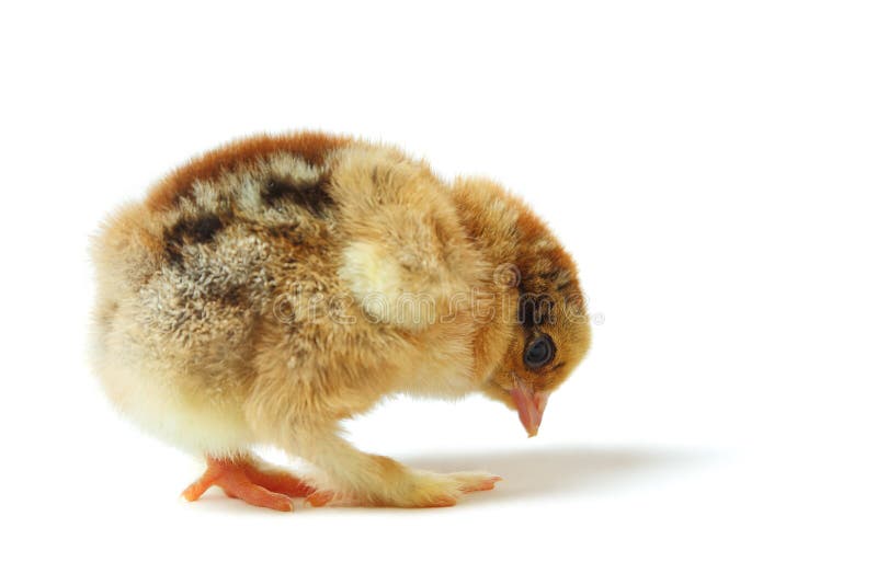 Pulcino bagnato su bianco immagine stock. Immagine di covata - 29871693