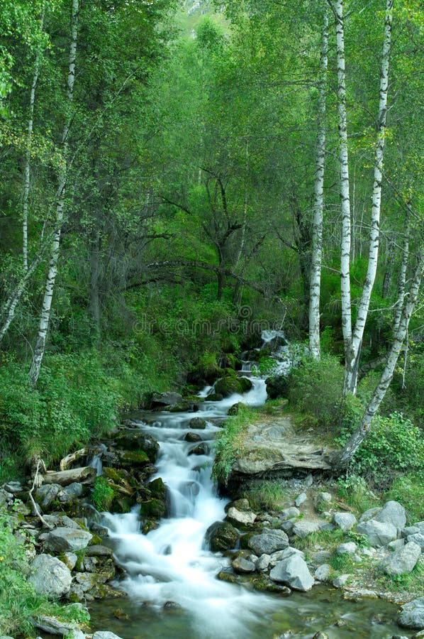 Bach im Wald stockbild. Bild von berührung, kühl, kaskade - 16320859