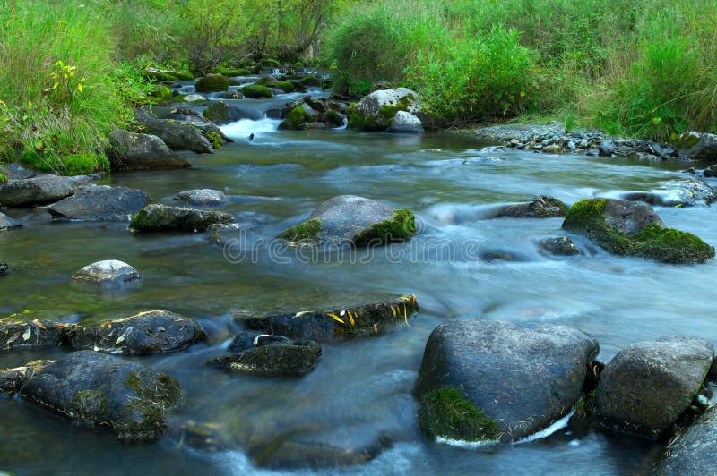 Bach im Wald stockbild. Bild von bächlein, gras, landschaft - 12826649