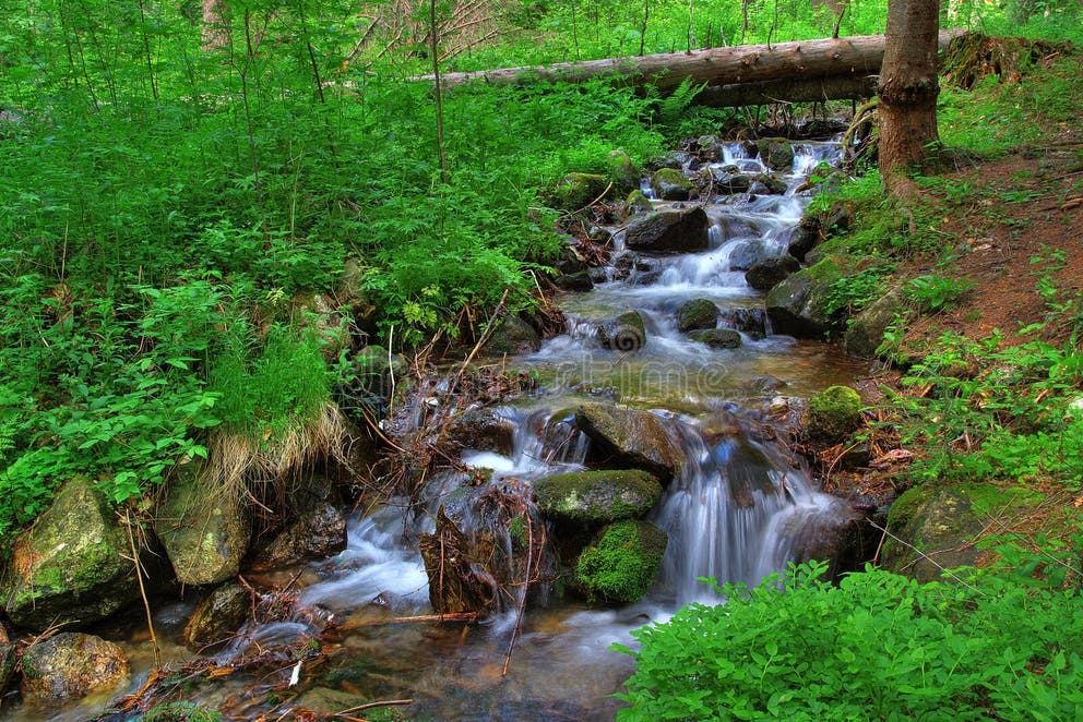 Bach im Wald stockbild. Bild von umgebung, landschaft - 2552457