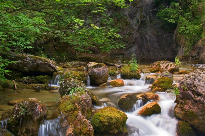 Bach im Wald stockbild. Bild von hintergrund, malerisch - 496587