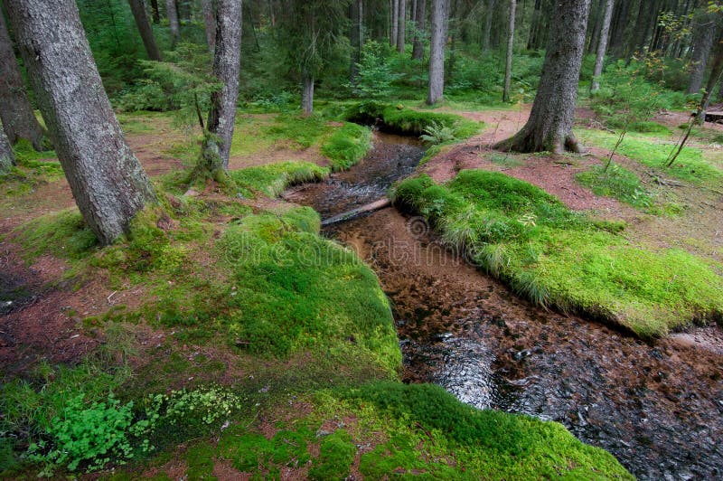 Bach in Wald mit Moos stockbild. Bild von magie, tanne - 16394907