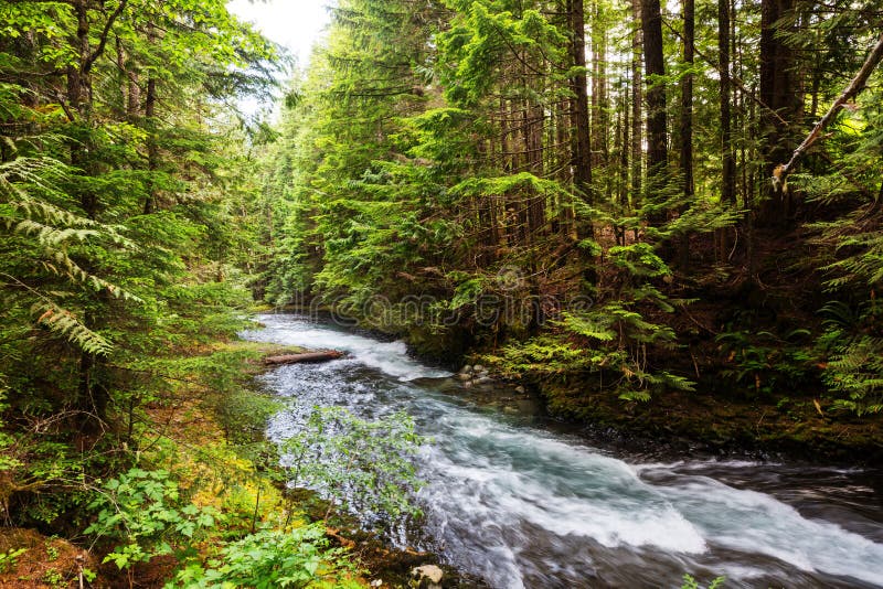 Bach Im Wald Stockfotos und Bilder - Laden Sie 12,994 lizenzfreie Fotos ...