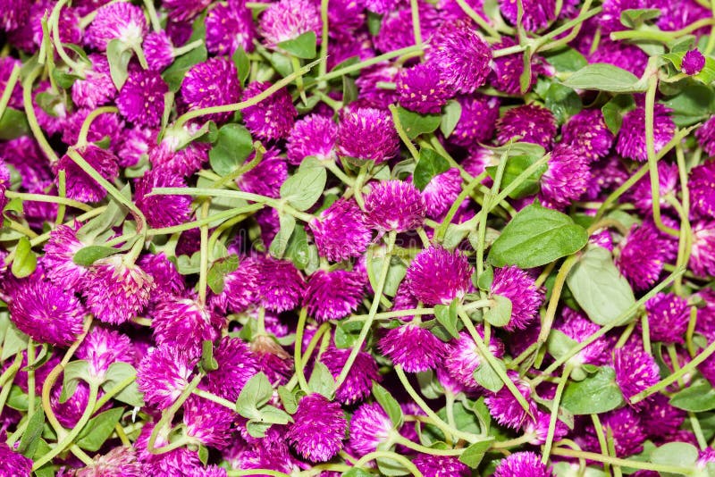 Bachelor button flower stock photo. Image of ornamental - 45936676