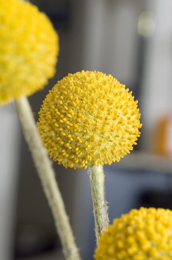 Bachelor buttons stock image. Image of brown, growing - 4490571