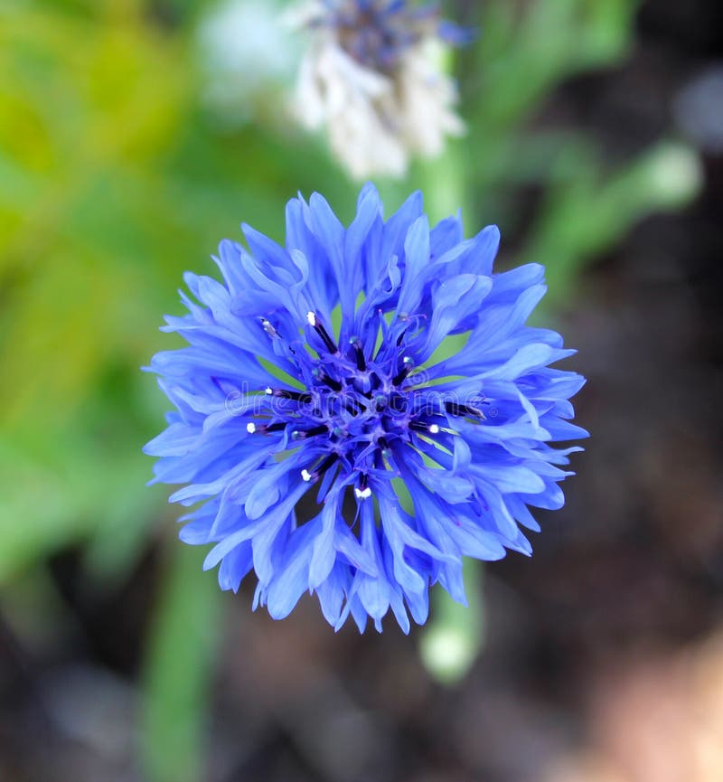 Bachelor s button stock photo. Image of color, blue, annual - 31376746