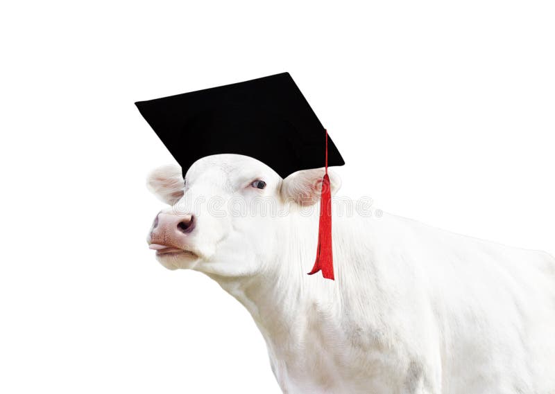 Cow Graduation Cap Stock Photos - Free & Royalty-Free Stock Photos from ...