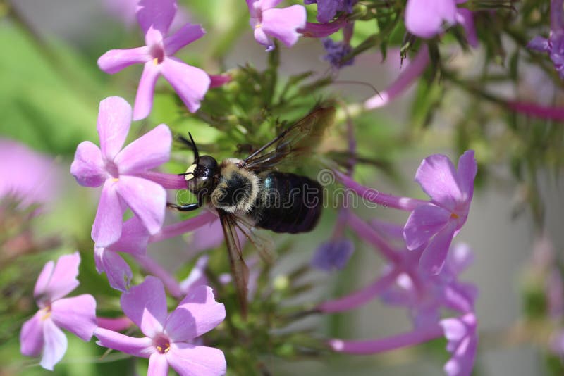 Bachelors Button Bumble Bee Stock Image - Image of summer, simple: 49441677