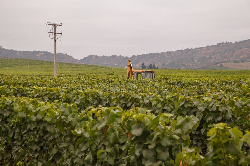 Bachoe Machine in a Grape Vineyards in a Typical Winery in Casabralanca ...