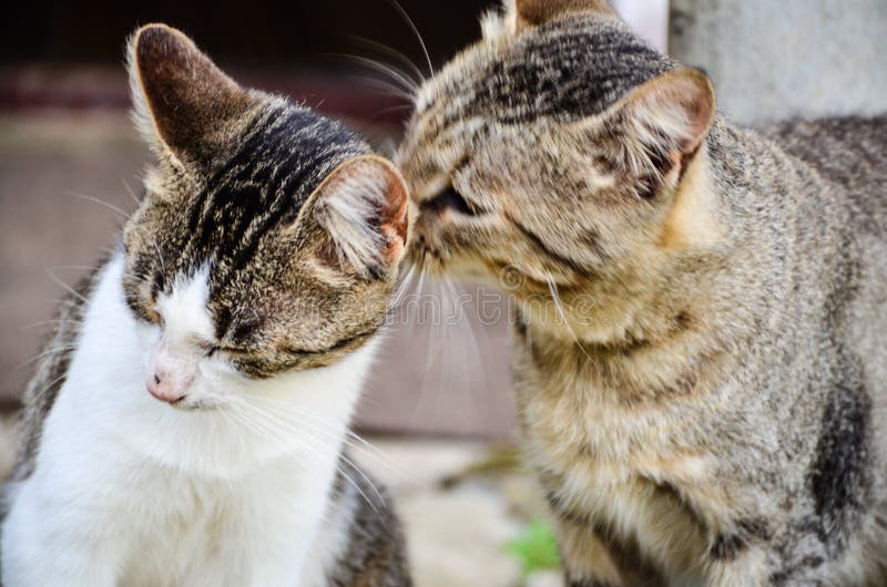 Baciare i gatti immagine stock. Immagine di felino, animale - 12356057