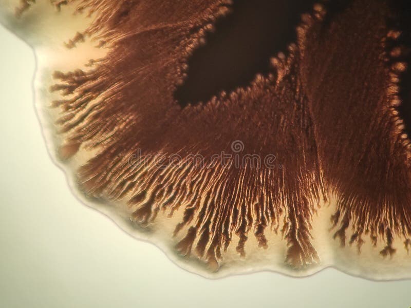 Bacicclus Genus Bacteria Growing in Round Shaped Colonies Stock Image ...