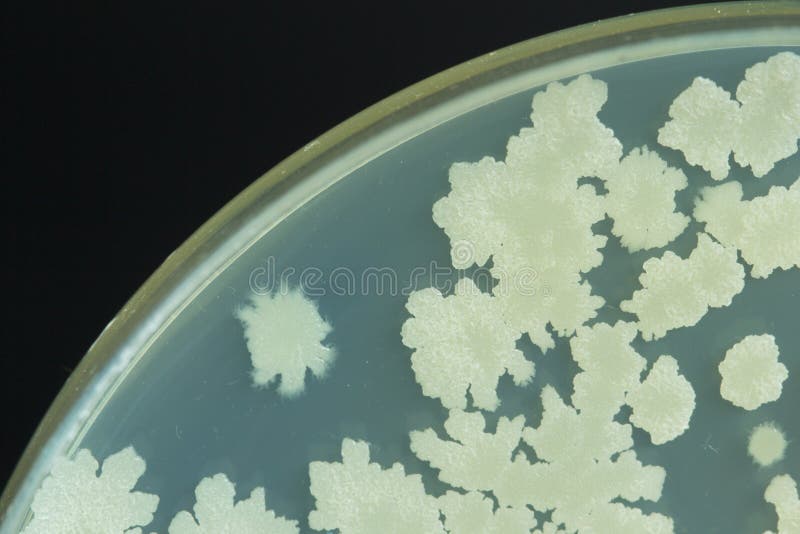 Bacil SP Op TSA-agar-agarplaat Koloniebacteriën Op Agar-agarplaat Stock ...