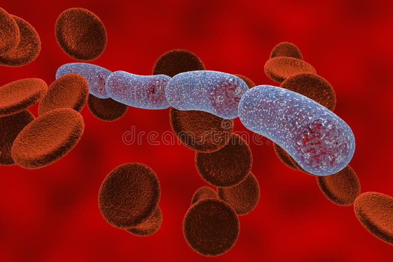 Bacill Anthracis, Ljus Micrograph Och Illustration Stock Illustrationer ...