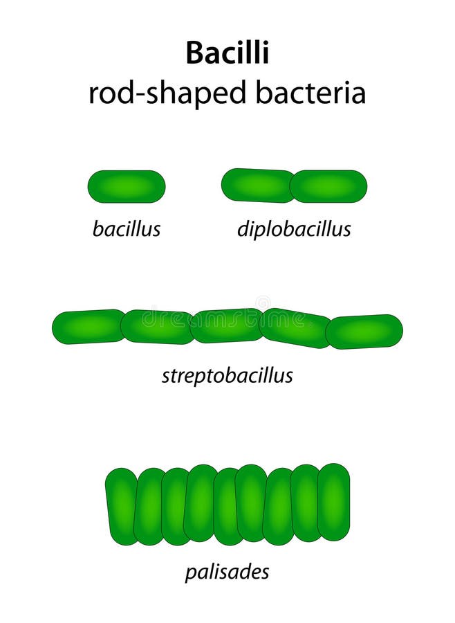 Streptobacillus. Bacteria Classification. Rod-shaped Shapes of Bacteria ...
