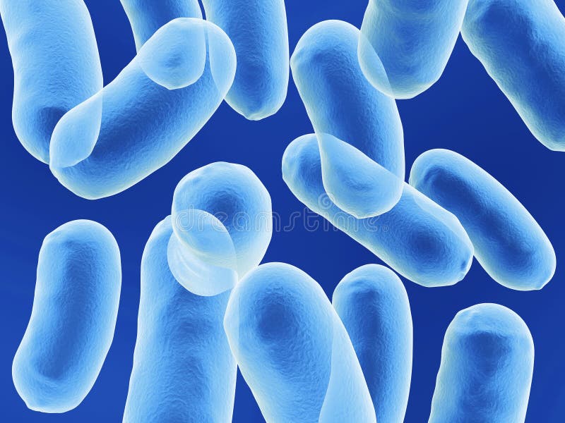 Bacillus Bacteria Under Microscope