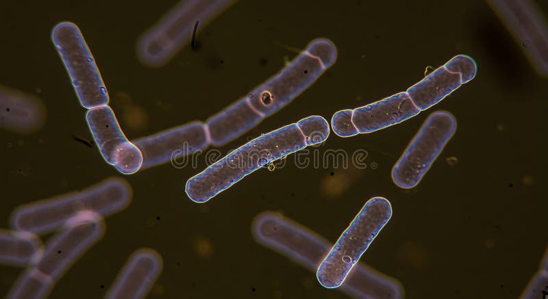 Bacillus Bacteria Cells Visualized Under Microscope for Scientific ...