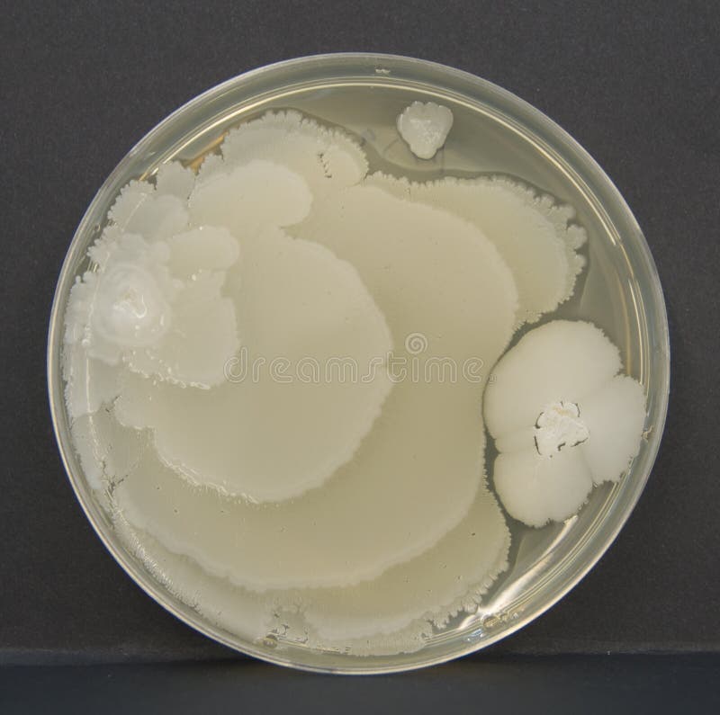 Bacillus Bacteria on a Petri Plate Stock Image - Image of petri, dish ...