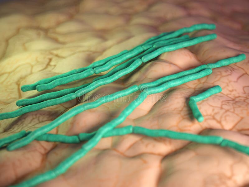 The Bacillus Cereus - Close Up Stock Illustration - Illustration of ...