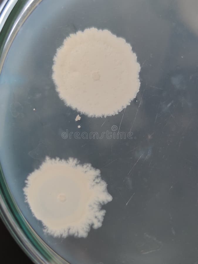 Bacillus Genus Bacteria Colonies Stock Image - Image of medical, genus ...