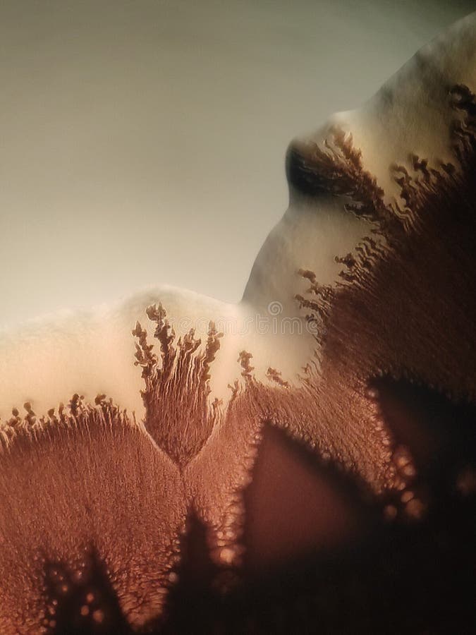 Bacicclus Genus Bacteria Growing in Round Shaped Colonies Stock Photo ...