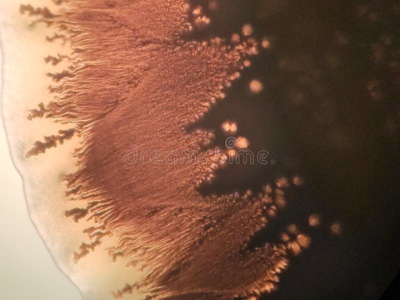 Bacicclus Genus Bacteria Growing in Round Shaped Colonies Stock Photo ...