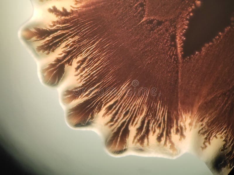 Bacicclus Genus Bacteria Growing in Round Shaped Colonies Stock Photo ...