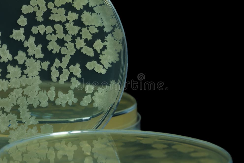 Bacillus Sp. on TSA Agar Plate . Colony Bacteria on Agar Plate Stock ...