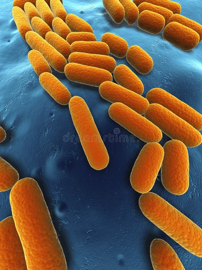 Bacillus subtilis stock illustration. Illustration of medical - 11962255