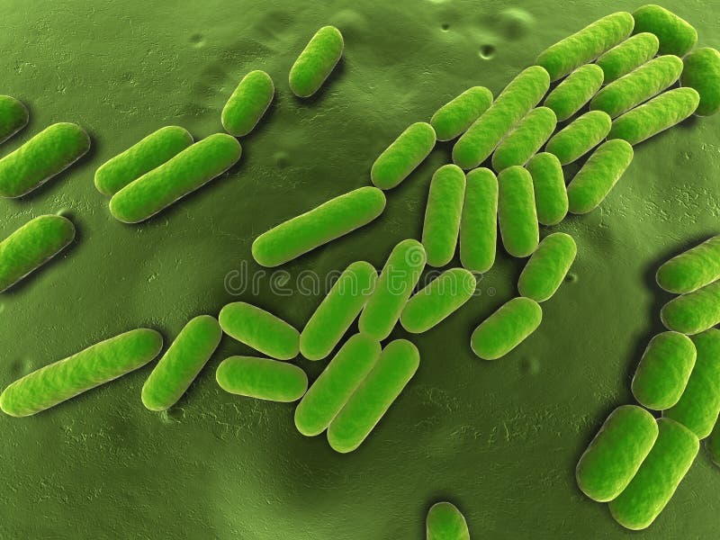 Bacillus subtilis stock illustration. Illustration of bacteria - 11962241